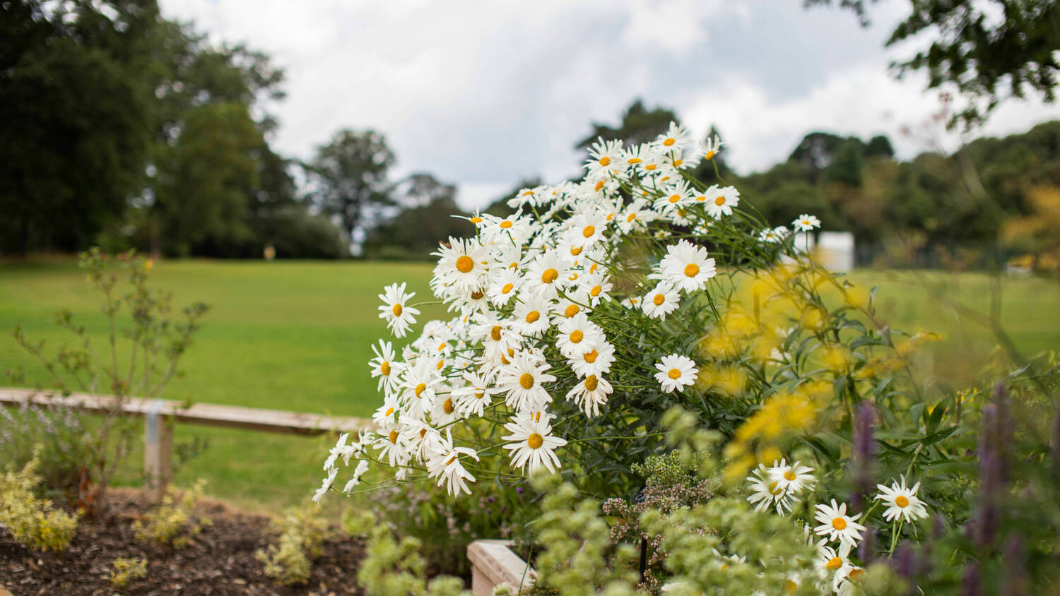 Conwy Libraries | Sensory Garden